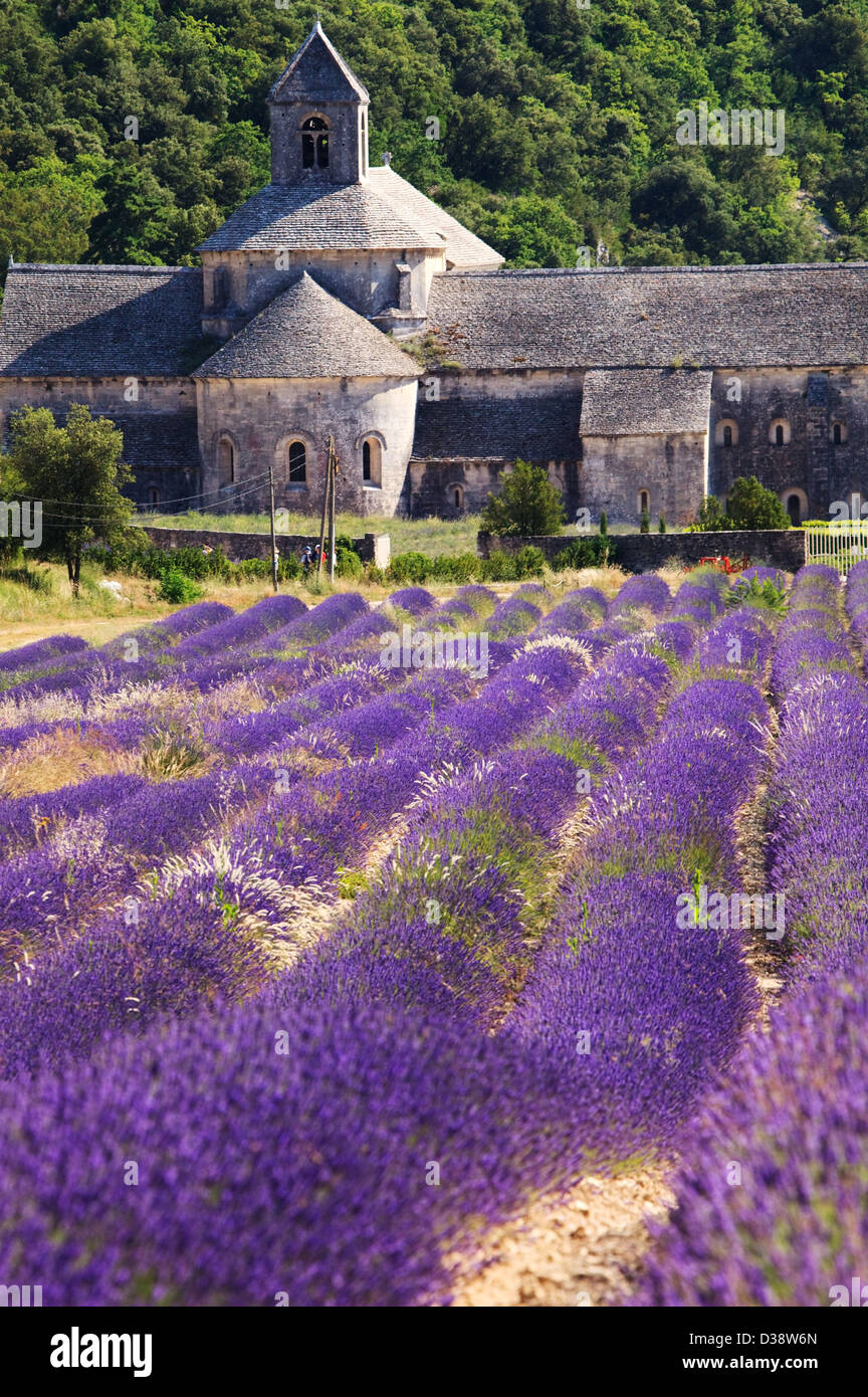 Summer day at senanque hi-res stock photography and images - Alamy