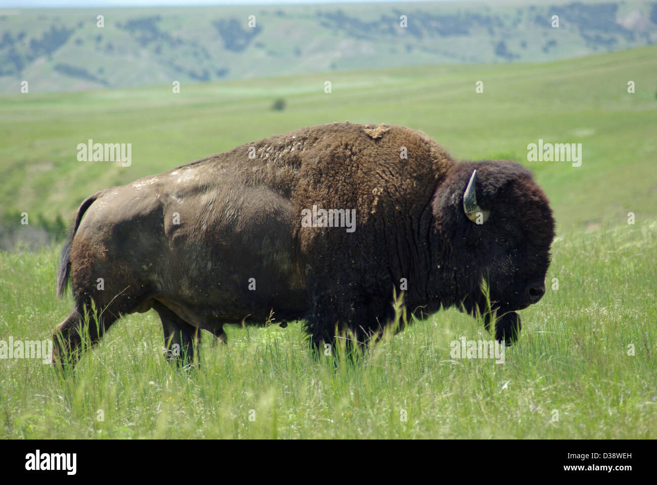 Bison roam freely through Badlands National Park in South Dakota, where ...