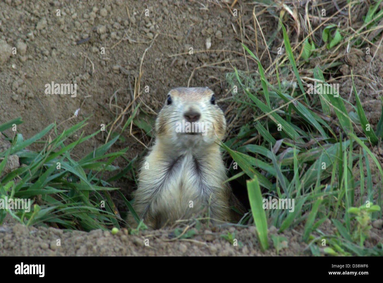 A prairie dog peeks from its burrow in Badlands National Park, South ...