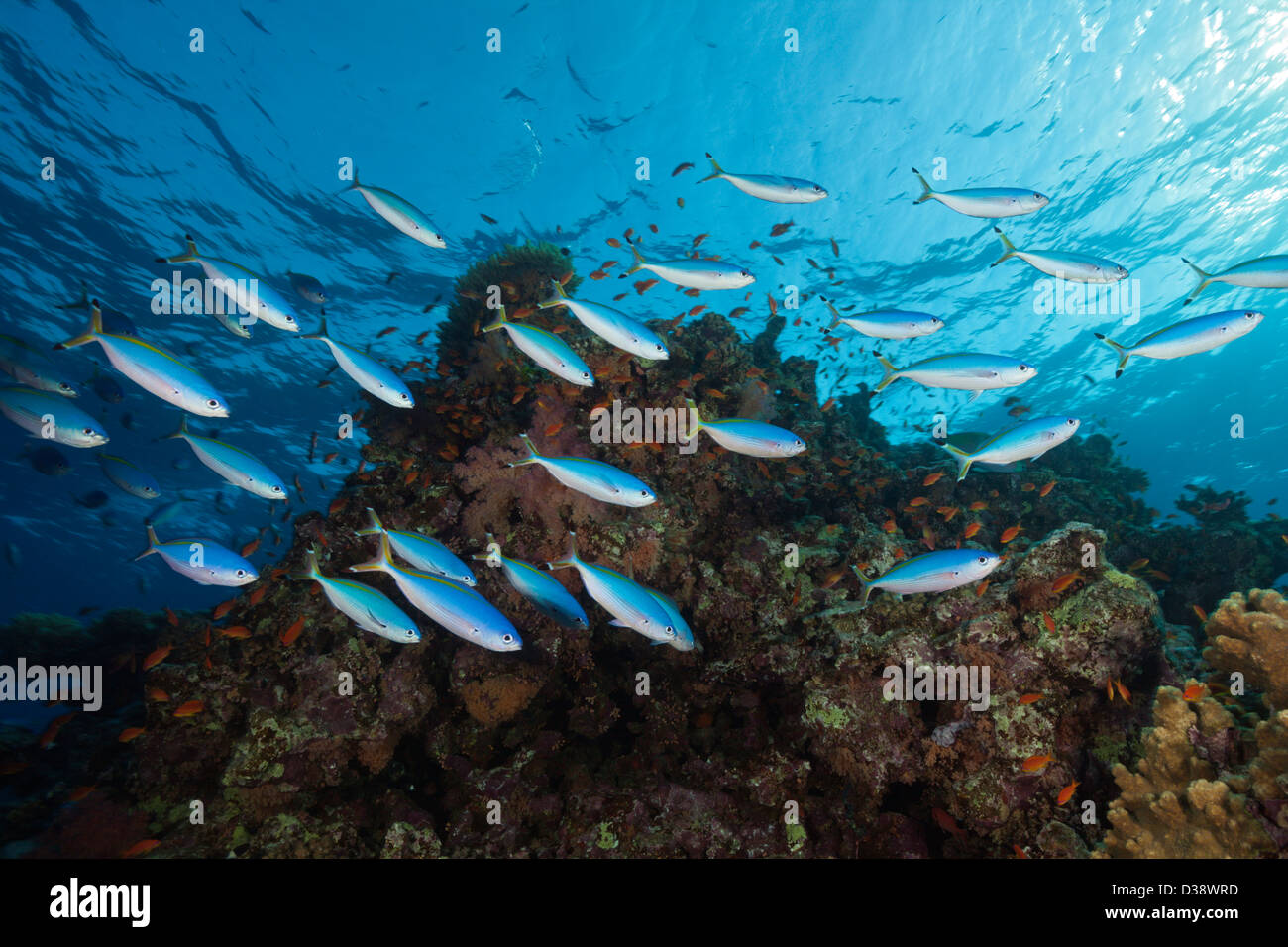 Shoal of Suez Fusilier, Caesio suevica, St. Johns, Red Sea, Egypt Stock ...