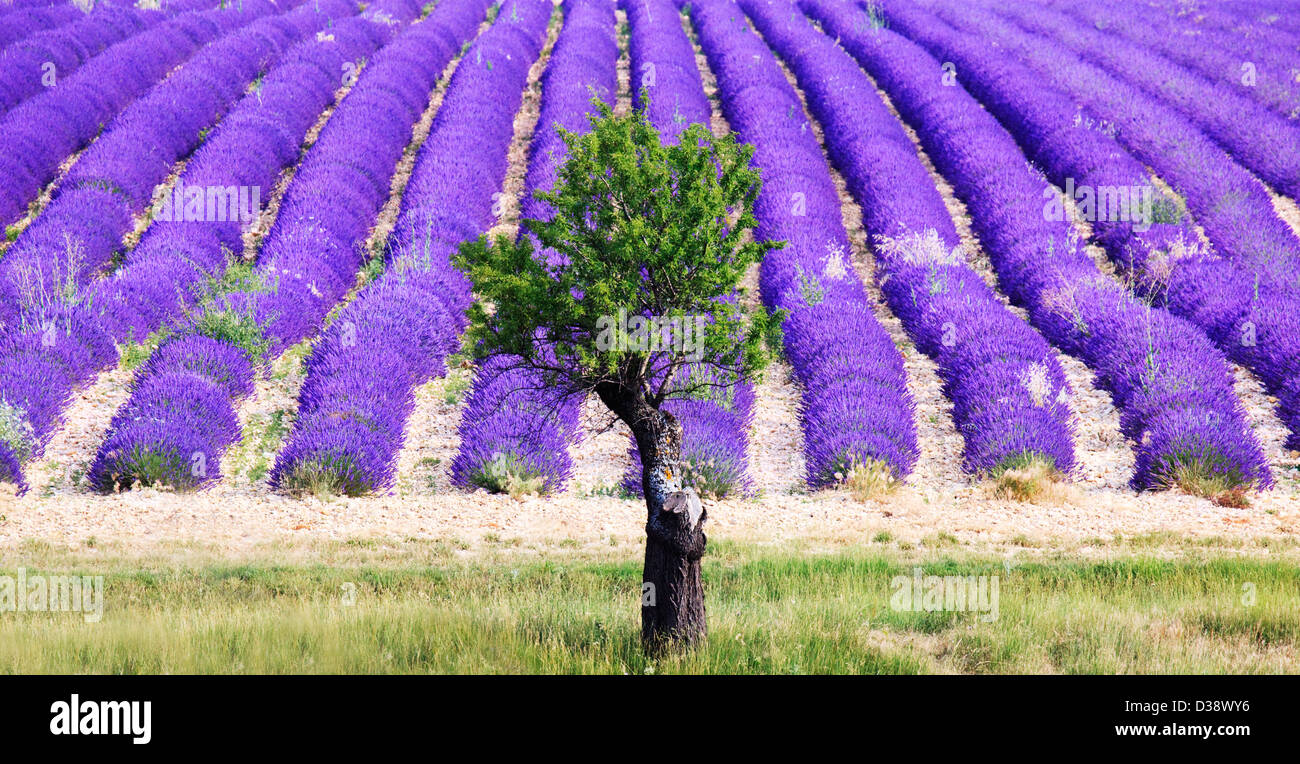 Tree in lavender field, Provence, France Stock Photo - Alamy
