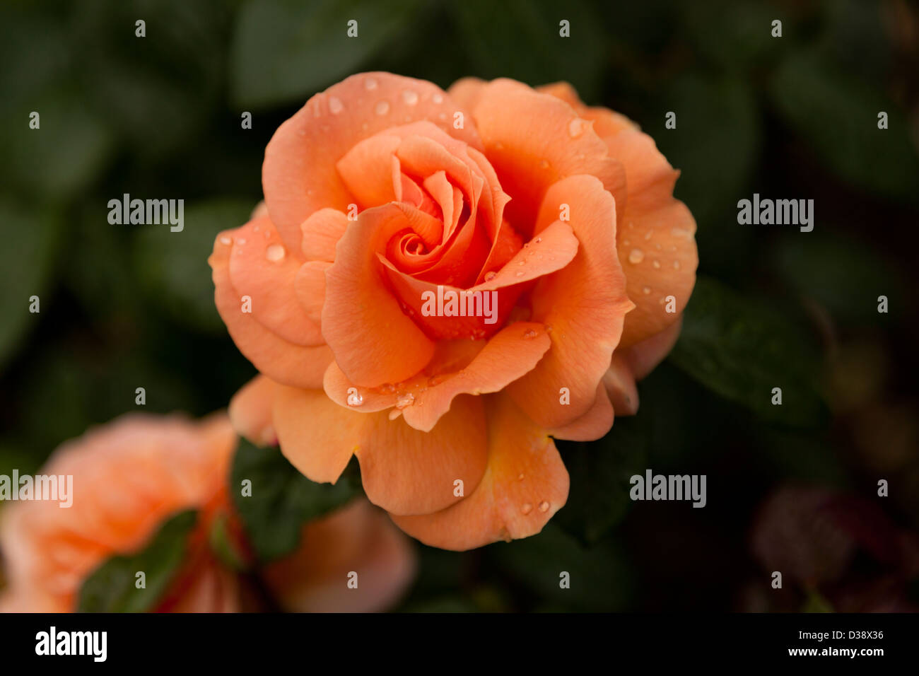 The Orange Rose Stock Photo - Alamy