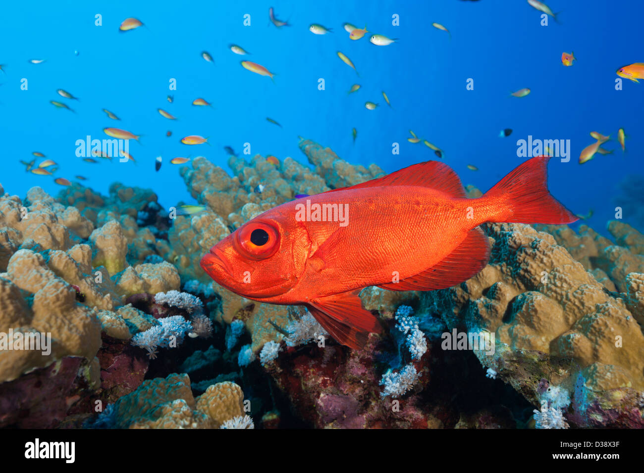 Crescent-tail Bigeye, Priacanthus hamrur, St. Johns, Red Sea, Egypt ...