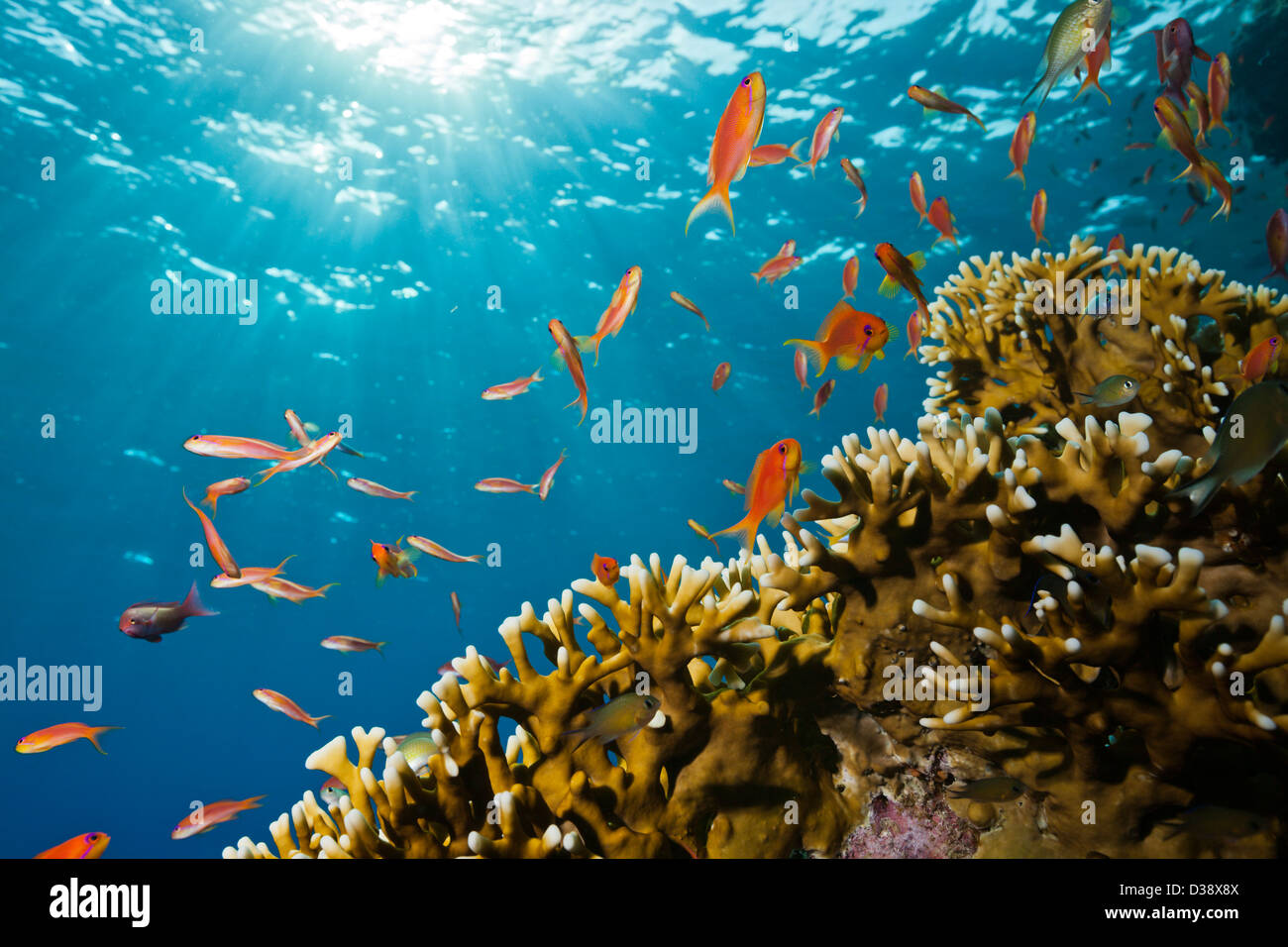 Fire coral sting hi-res stock photography and images - Alamy