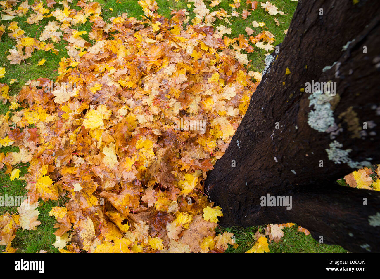 Fallen maple leaves at Autumn Stock Photo - Alamy