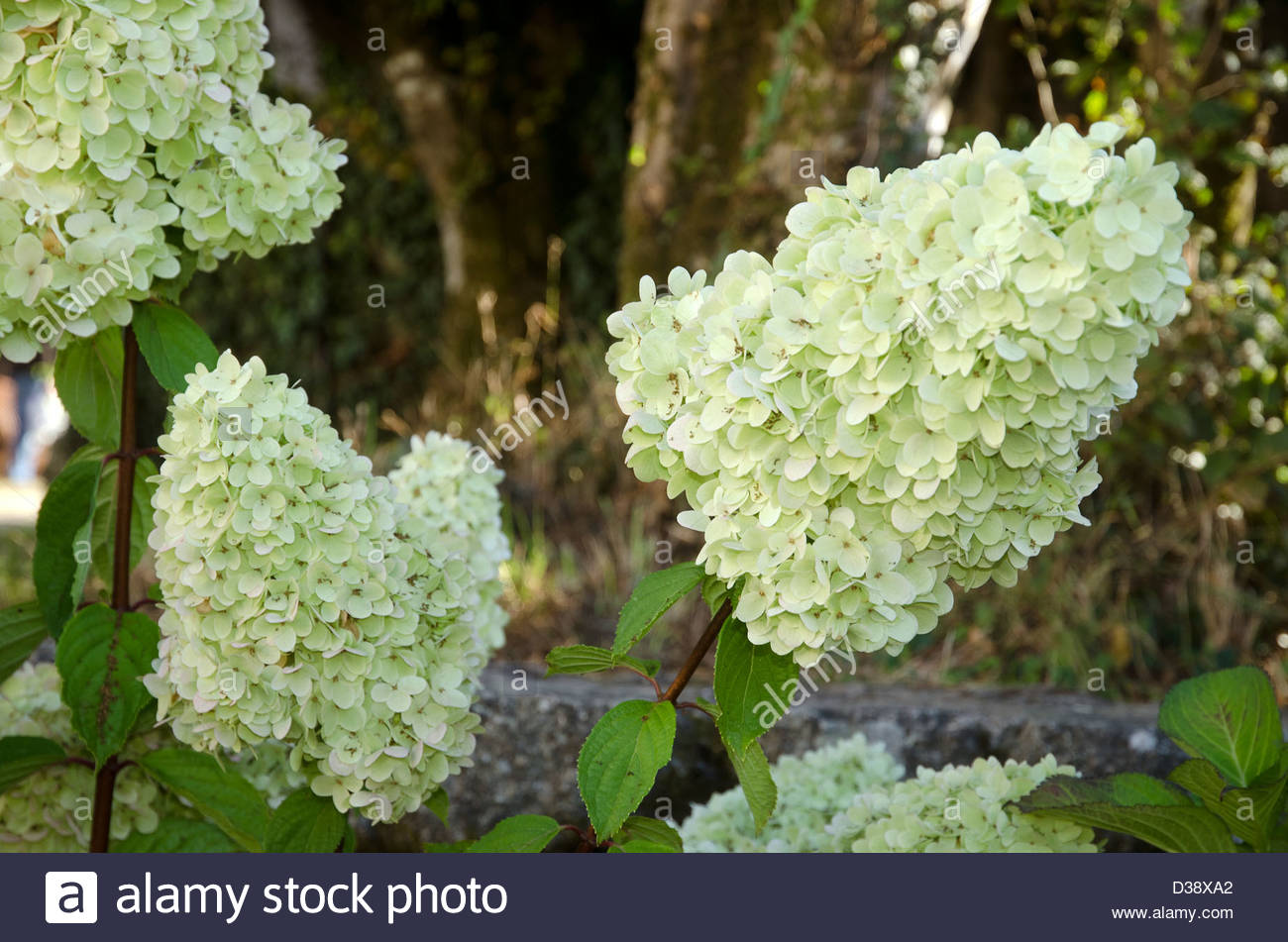Hydrangea, Hydrangea paniculata 'Magical moonlight' Stock Photo ...