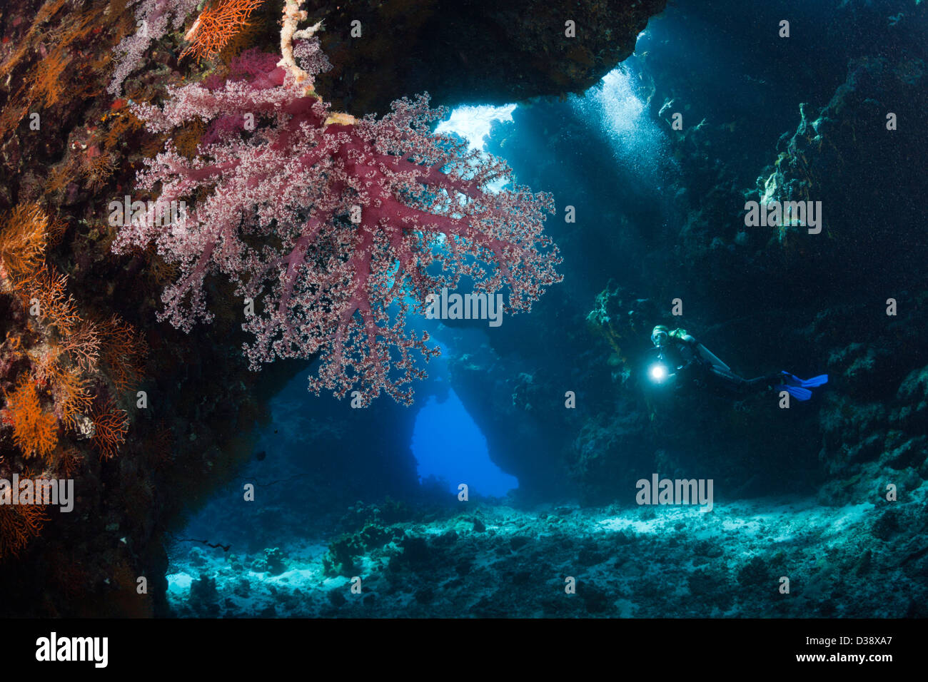 Diving red sea diver egypt hi-res stock photography and images - Alamy