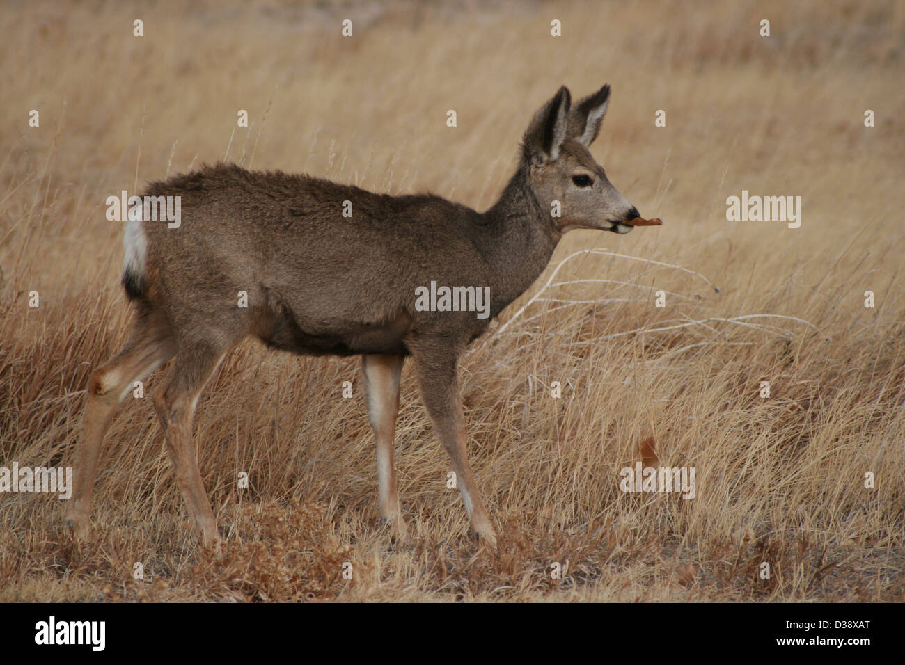 A mule deer doe is seen eating a cottonwood leaf in Badlands National ...