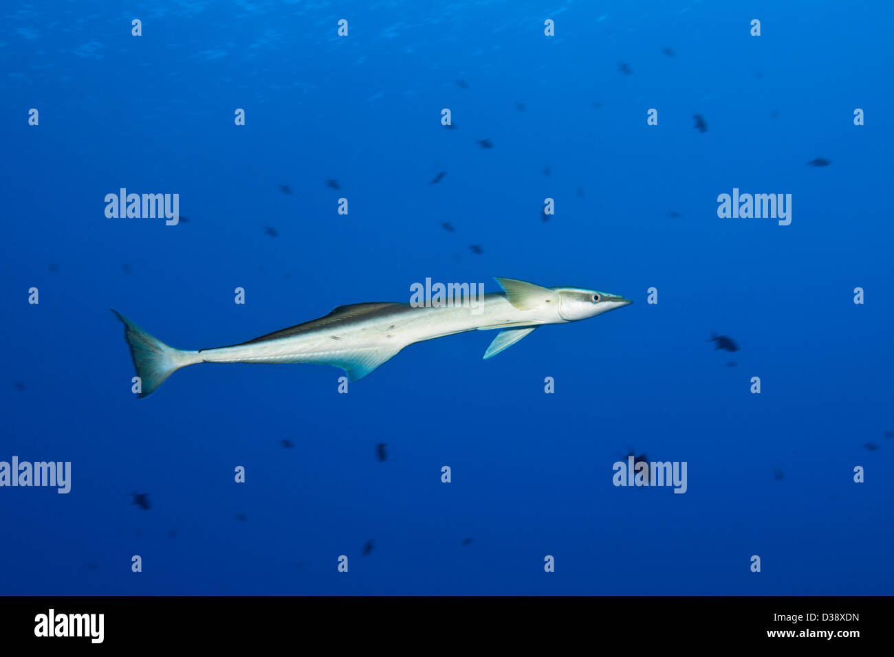 Slender Suckerfish, Echeneis naucrates, St. Johns, Red Sea, Egypt Stock ...