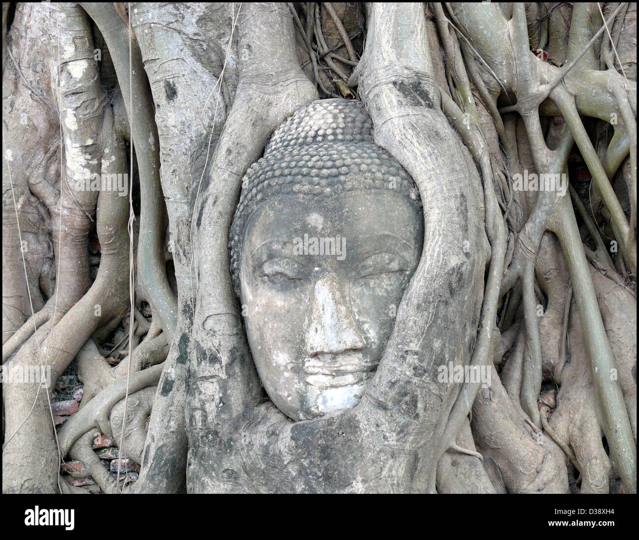 The famous Buddha in a banyan tree trunk near the entrance in the Wat ...