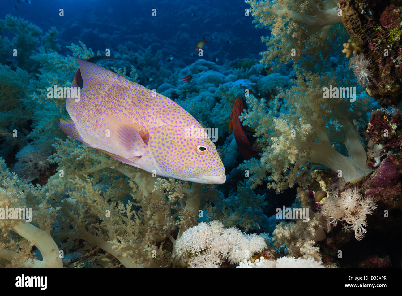 Lyretail Grouper, Variola louti, Elphinstone, Red Sea, Egypt Stock ...