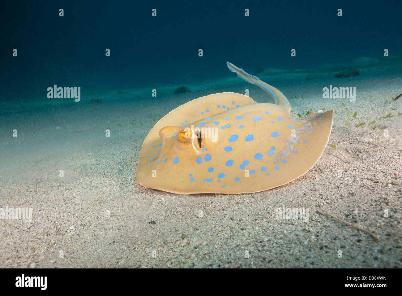 Rays fish hi-res stock photography and images - Alamy