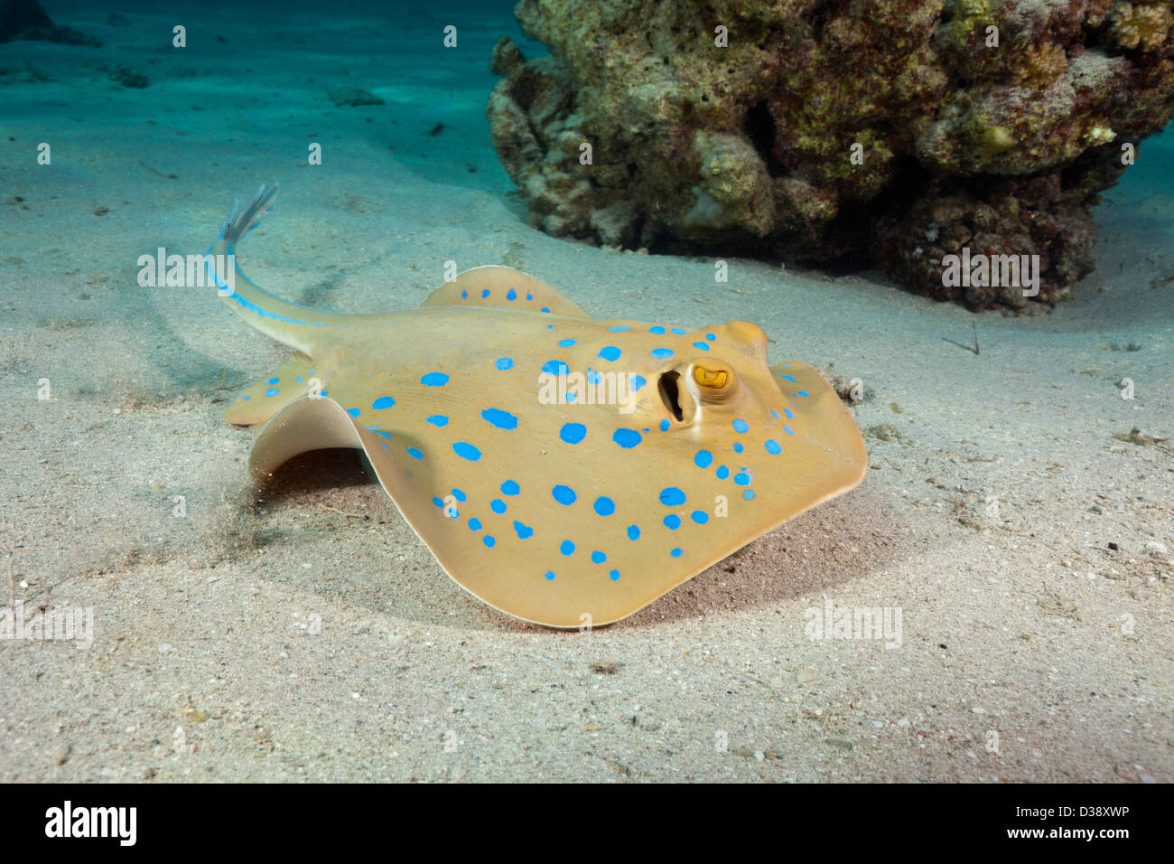 Rays fish hi-res stock photography and images - Alamy