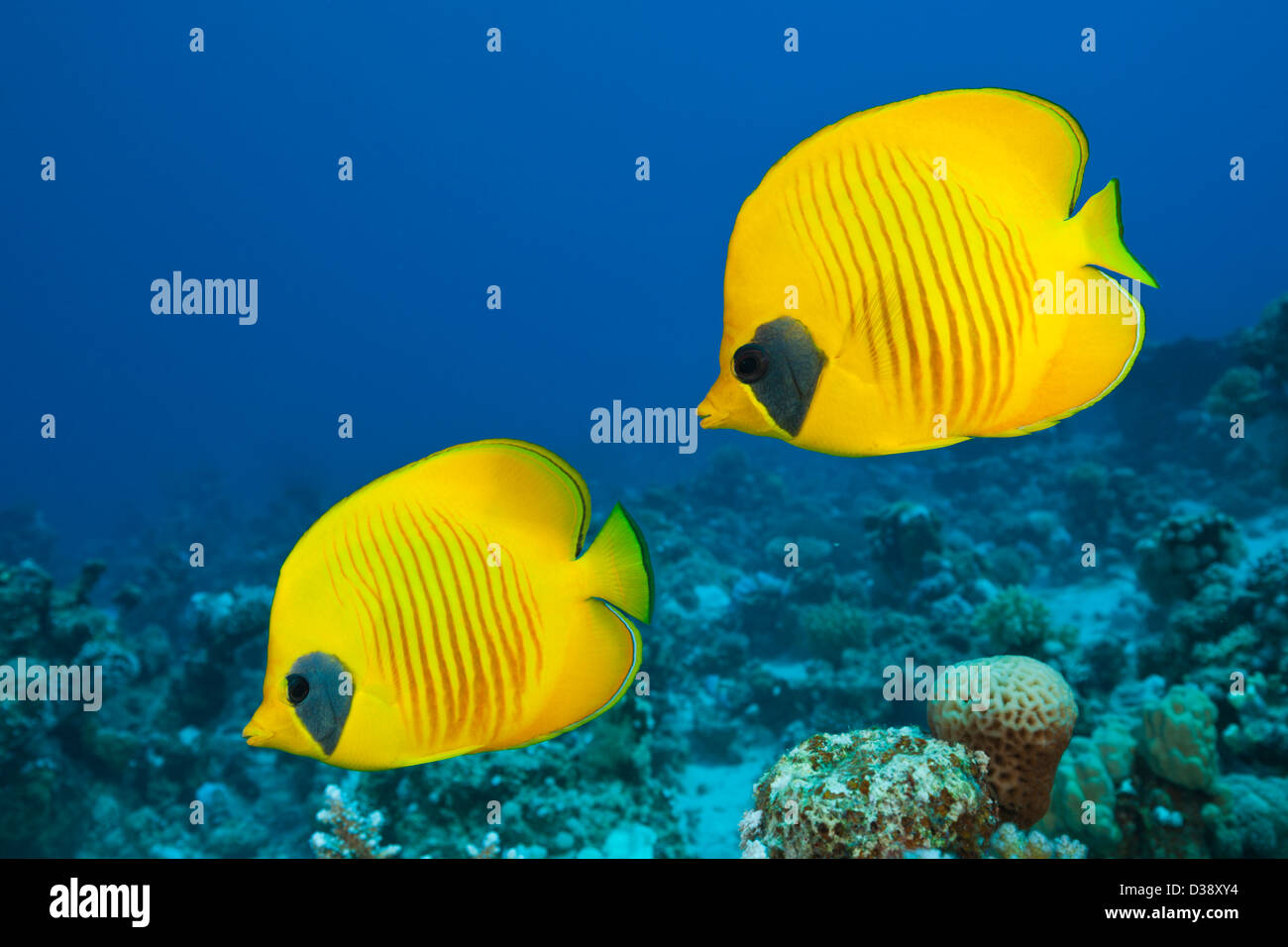 Lemon butterflyfish hi-res stock photography and images - Alamy