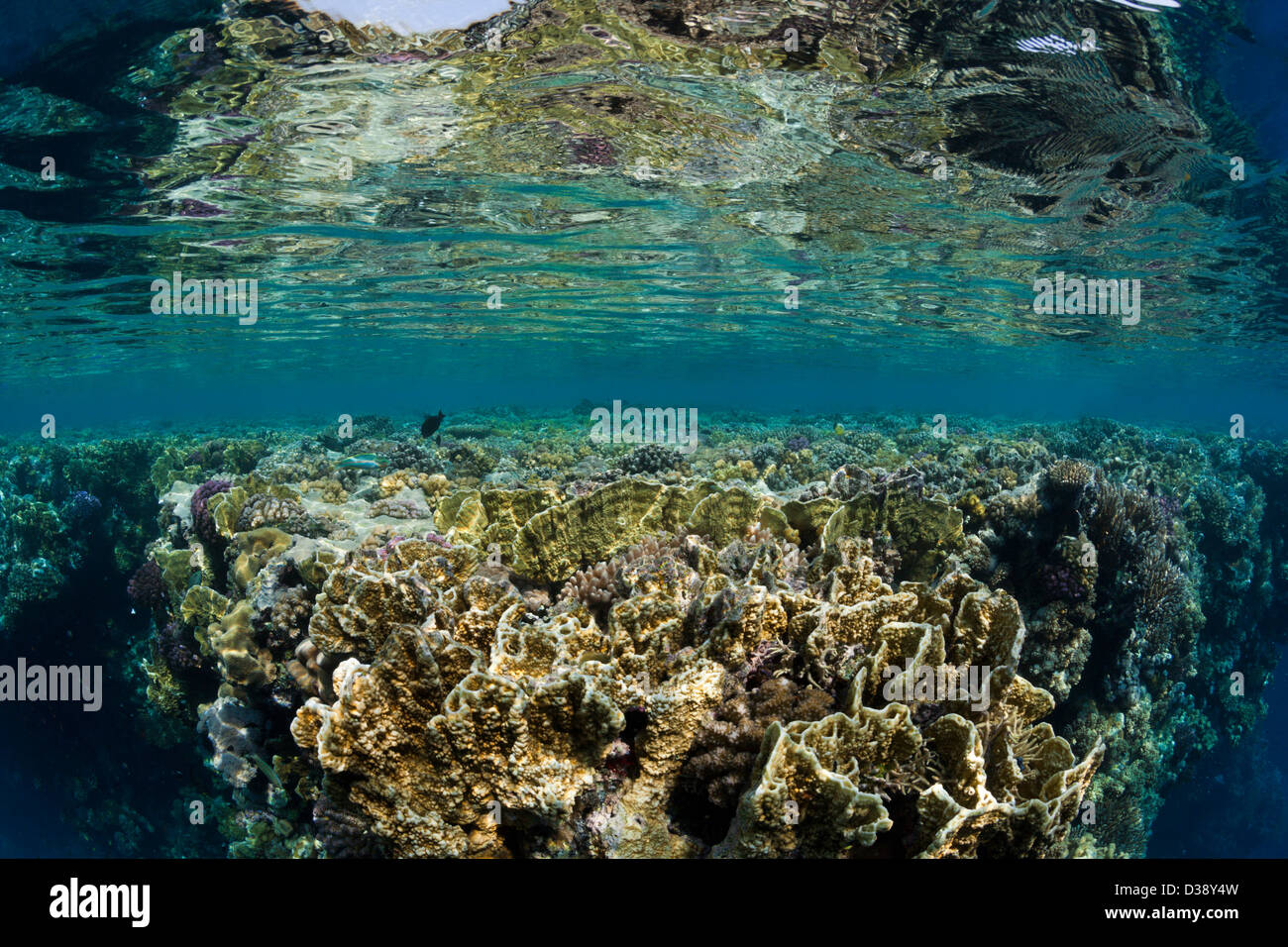 Corals growing on Reef Top, Zabargad, Red Sea, Egypt Stock Photo - Alamy