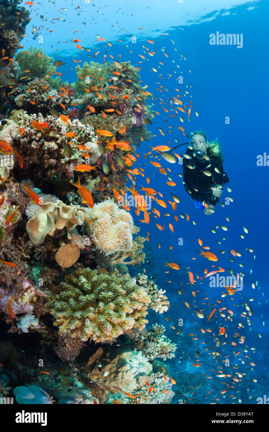 Scuba Diving in Red Sea, St. Johns, Red Sea, Egypt Stock Photo - Alamy