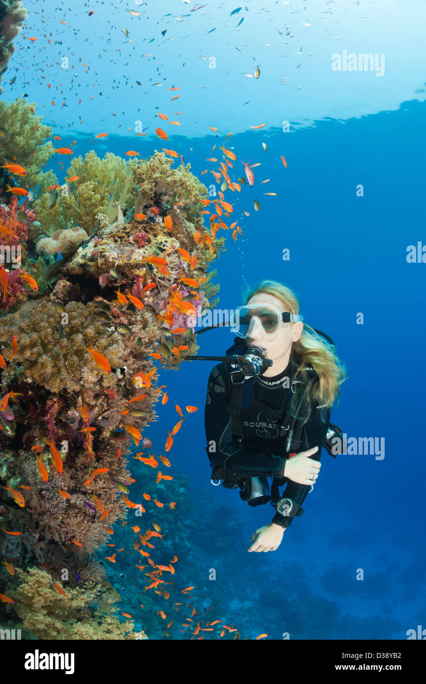 Scuba Diving in Red Sea, St. Johns, Red Sea, Egypt Stock Photo - Alamy