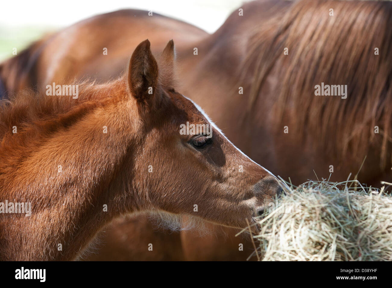 Portrait of a pretty Arabian foal eating hay. Mother is next to her ...