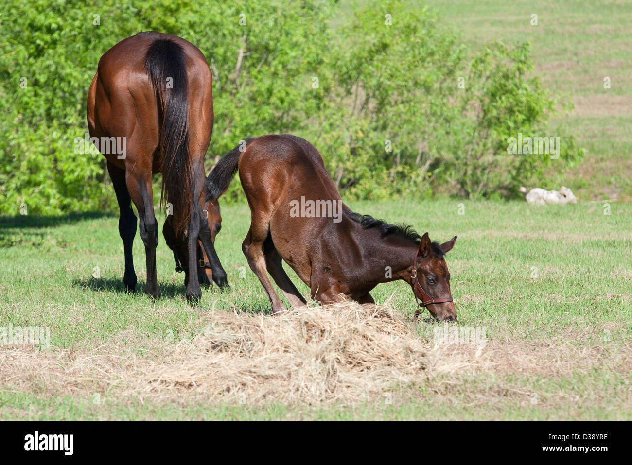Foal behind mother hi-res stock photography and images - Alamy