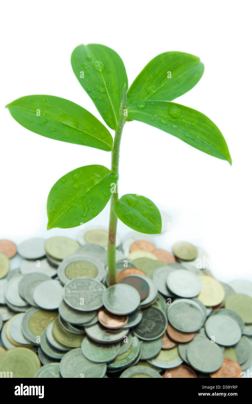 Tree growing from pile of coins Stock Photo - Alamy