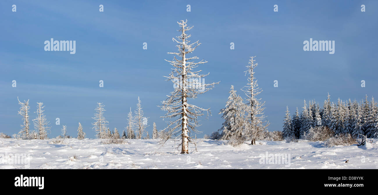 Burned spruce trees in frozen moorland in the snow at nature reserve ...