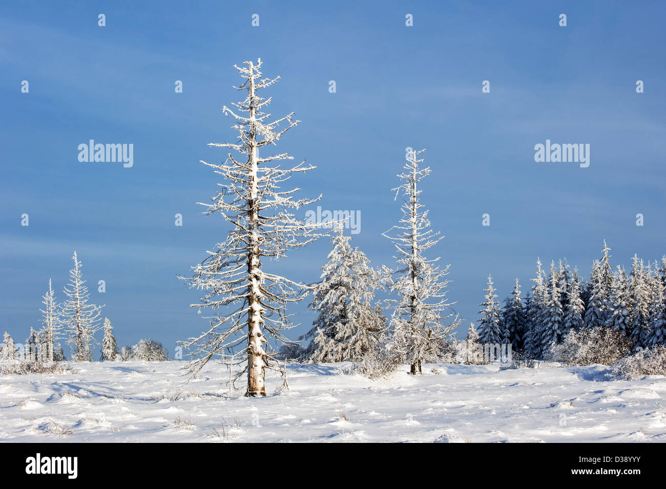 Snow covered burned spruce trees in frozen moorland at nature reserve ...