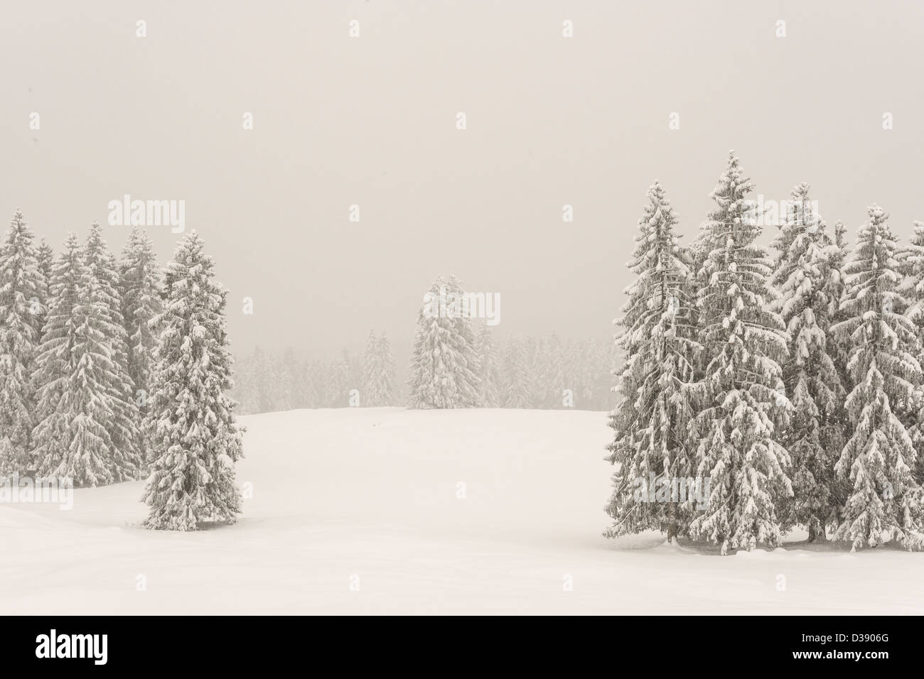 Trees with snow in a white landscape Stock Photo - Alamy
