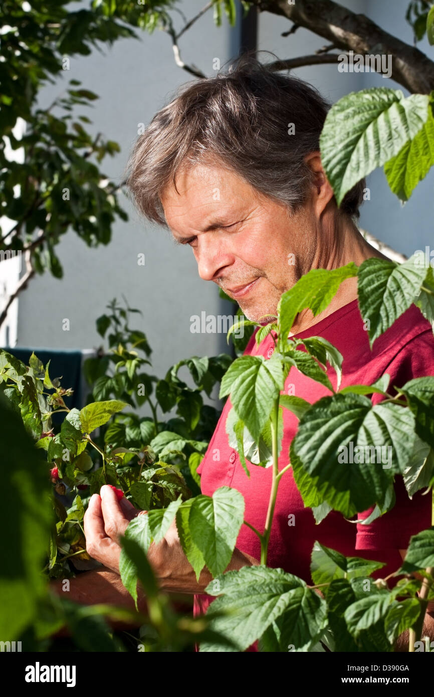 Older man is picking raspberries Stock Photo - Alamy