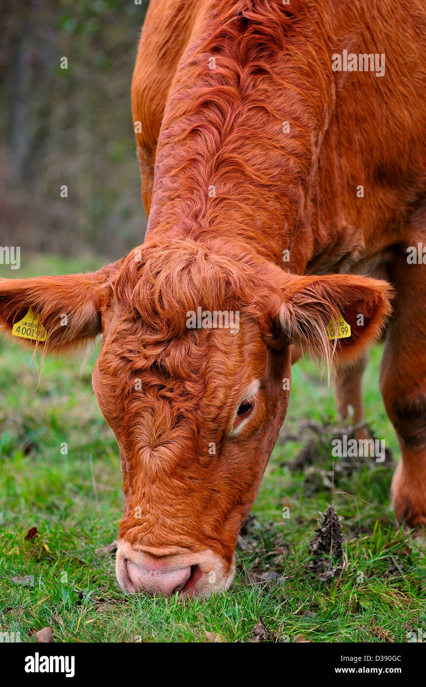 South Devon cow grazing, UK Stock Photo - Alamy