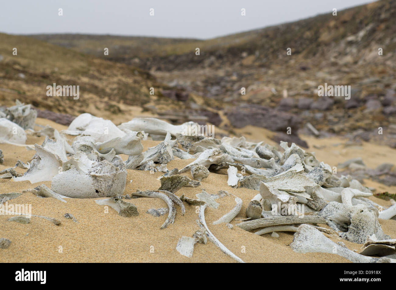 Walrus bones on the beach at Herwighamna, Bear Island (Bjørnøya ...