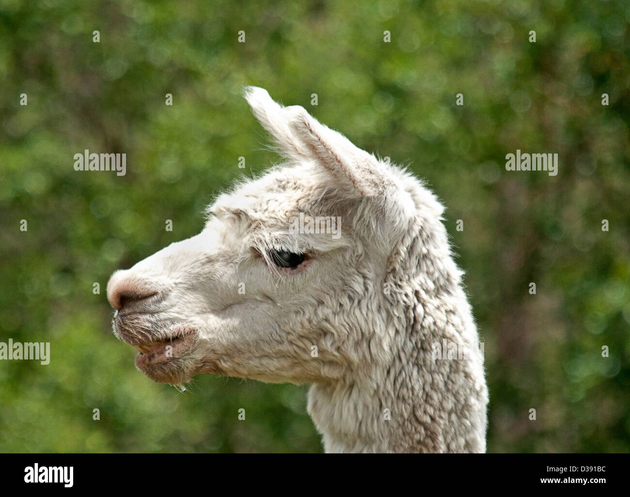 Face of white Suri alpaca against dark green background Stock Photo - Alamy