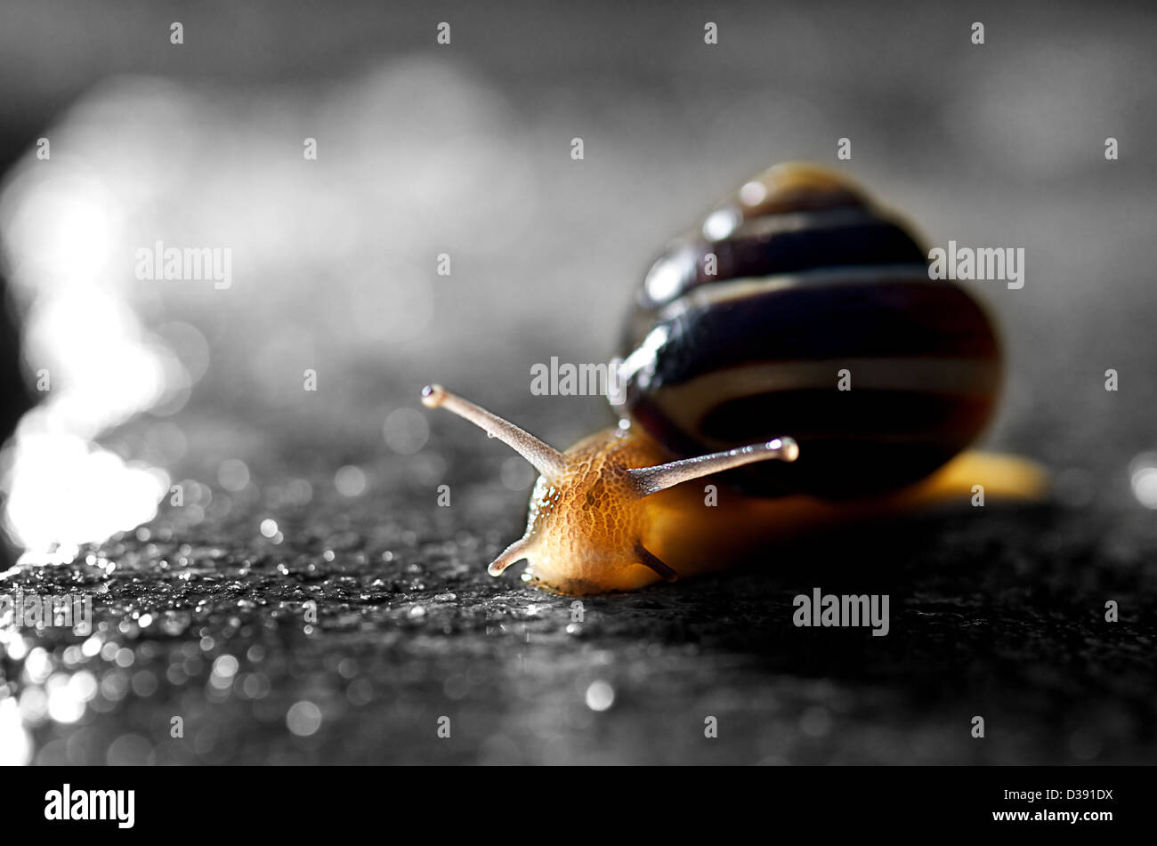 Snail walking at night Stock Photo - Alamy