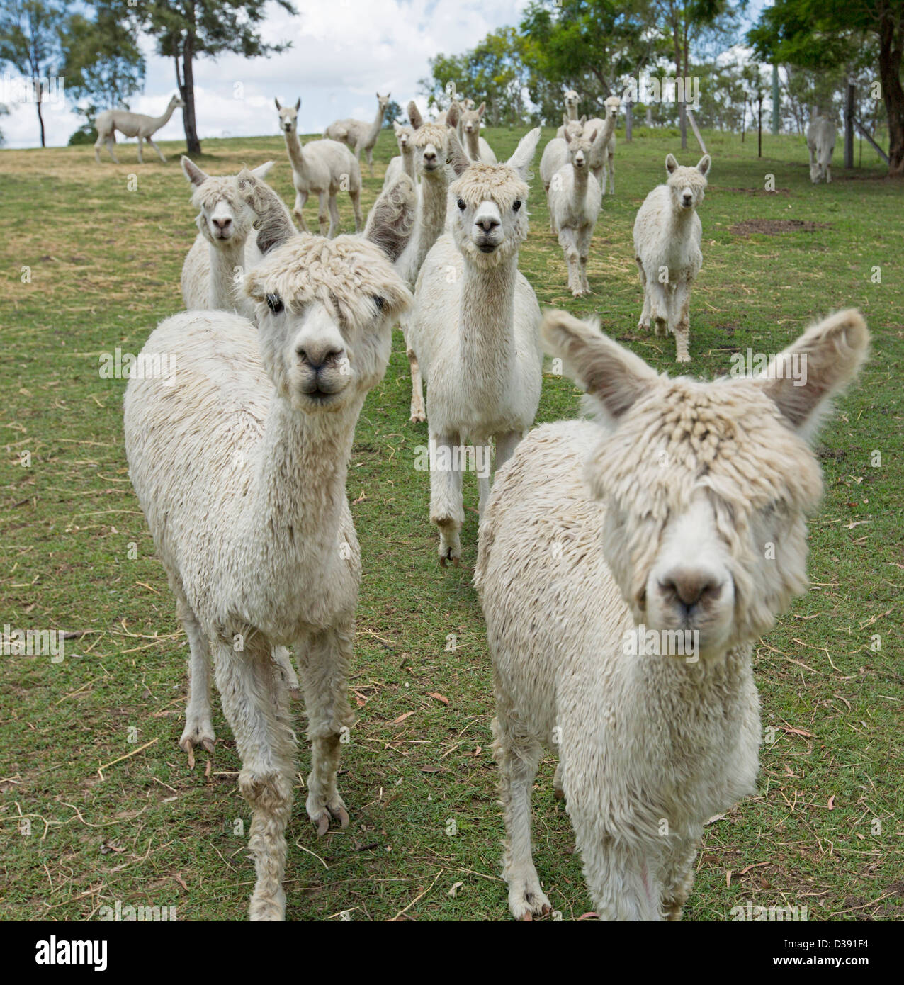 Baby Suri Alpacas