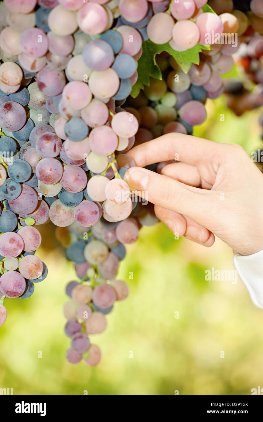 Picking grape hi-res stock photography and images - Alamy