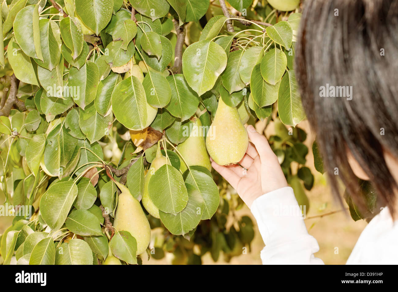 woman picking pears in orchard Stock Photo - Alamy