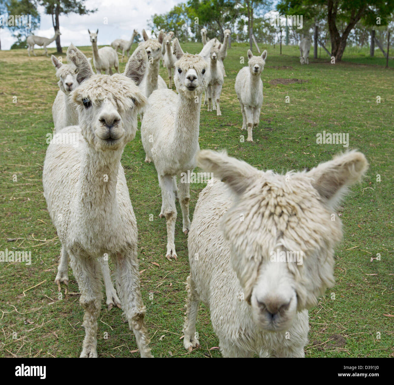 Herd of Suri alpacas on farm in Australia Stock Photo - Alamy