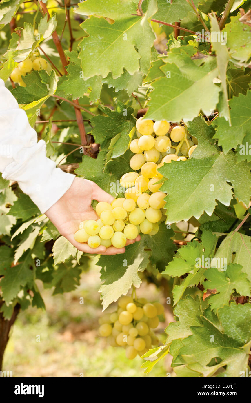 Ripe to pick hi-res stock photography and images - Alamy