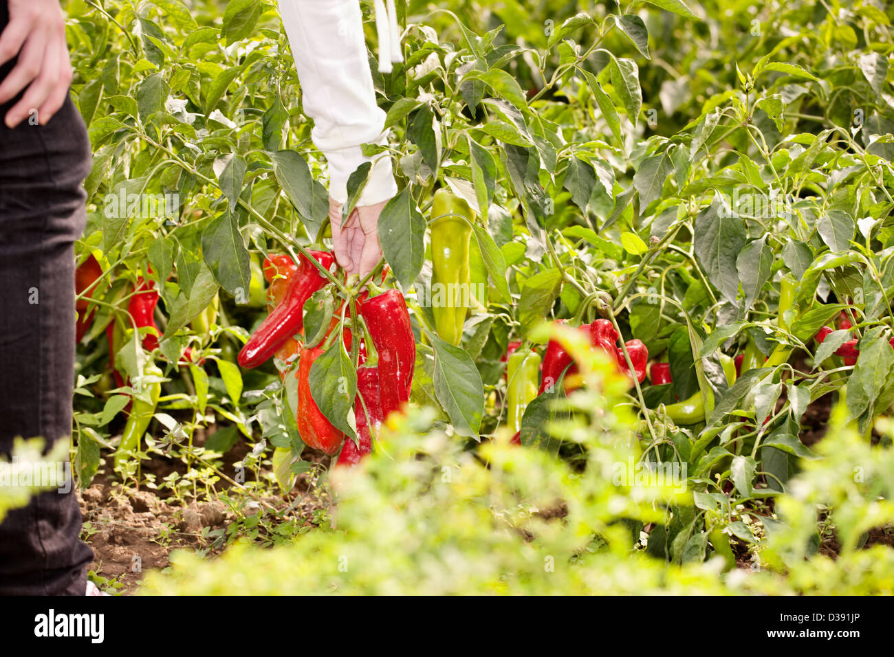 hand picking red pepper in garden Stock Photo - Alamy