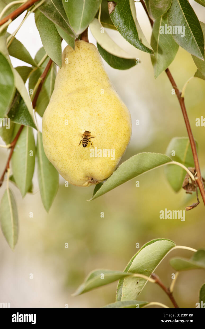 Pear tree in fall hi-res stock photography and images - Alamy