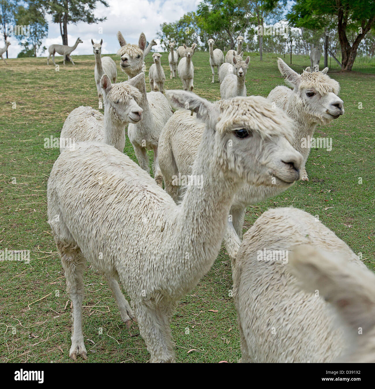 Herd of Suri alpacas on farm in Australia Stock Photo - Alamy