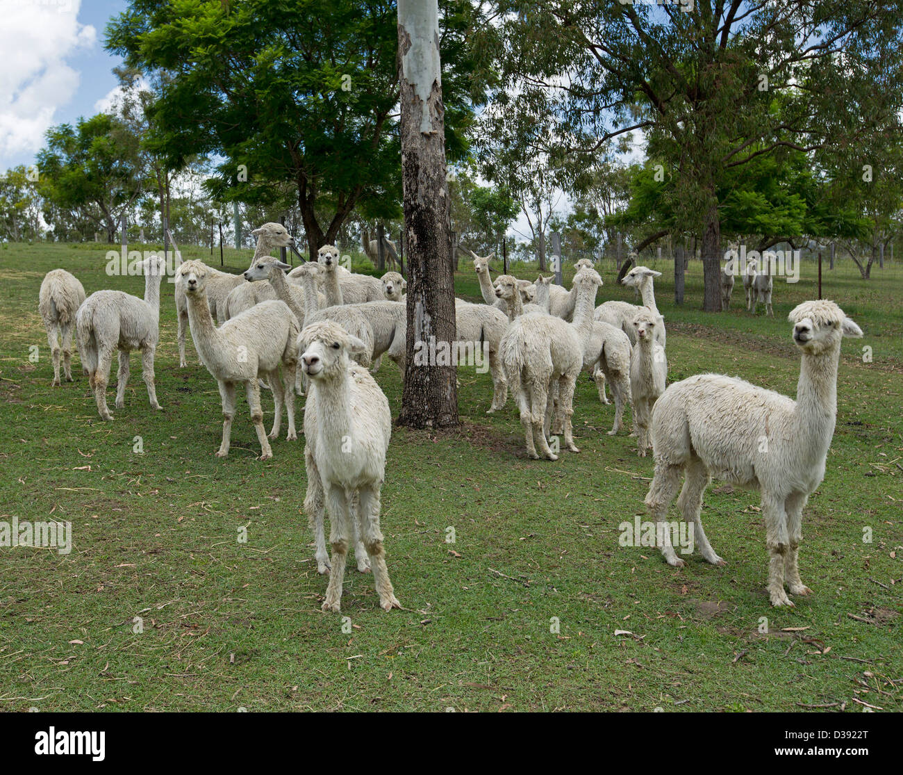 Herd of white Suri alpacas on farm in Australia Stock Photo - Alamy