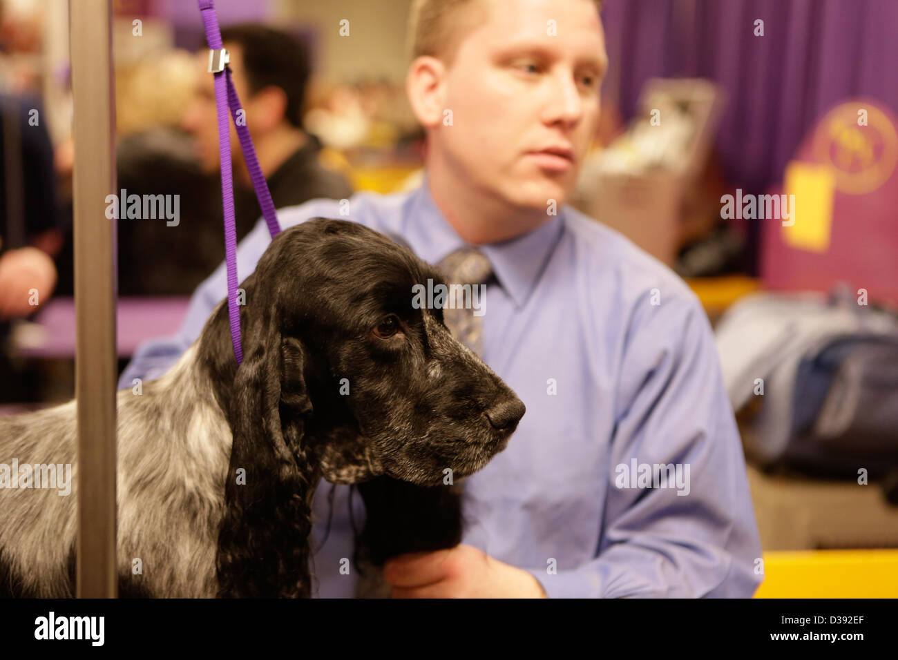 New York City, US, 12 February 2013. In the benching area, a man grooms ...