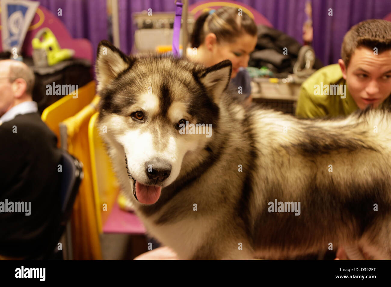 Show bench hi-res stock photography and images - Alamy