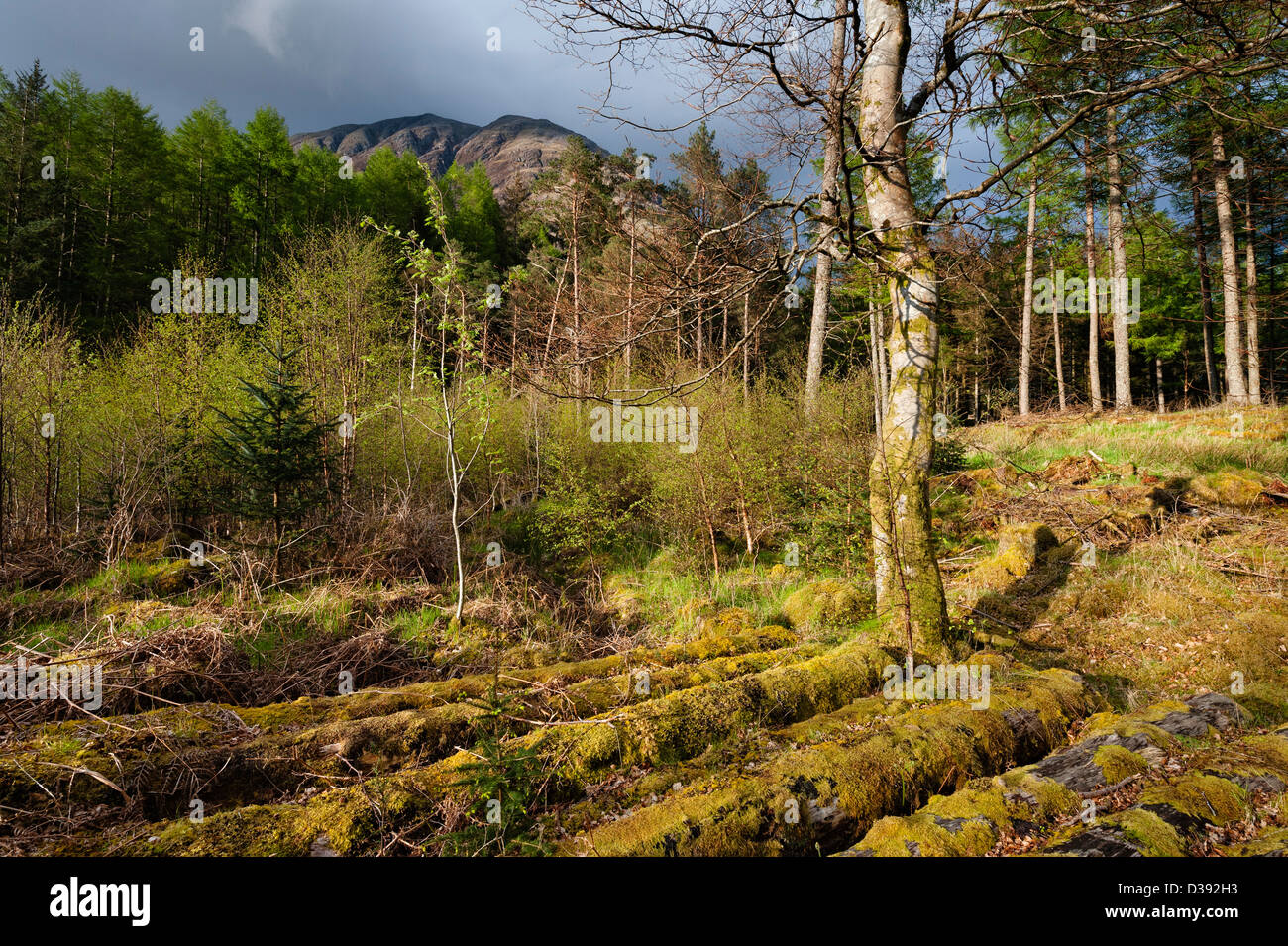 Scottish trees hi-res stock photography and images - Alamy