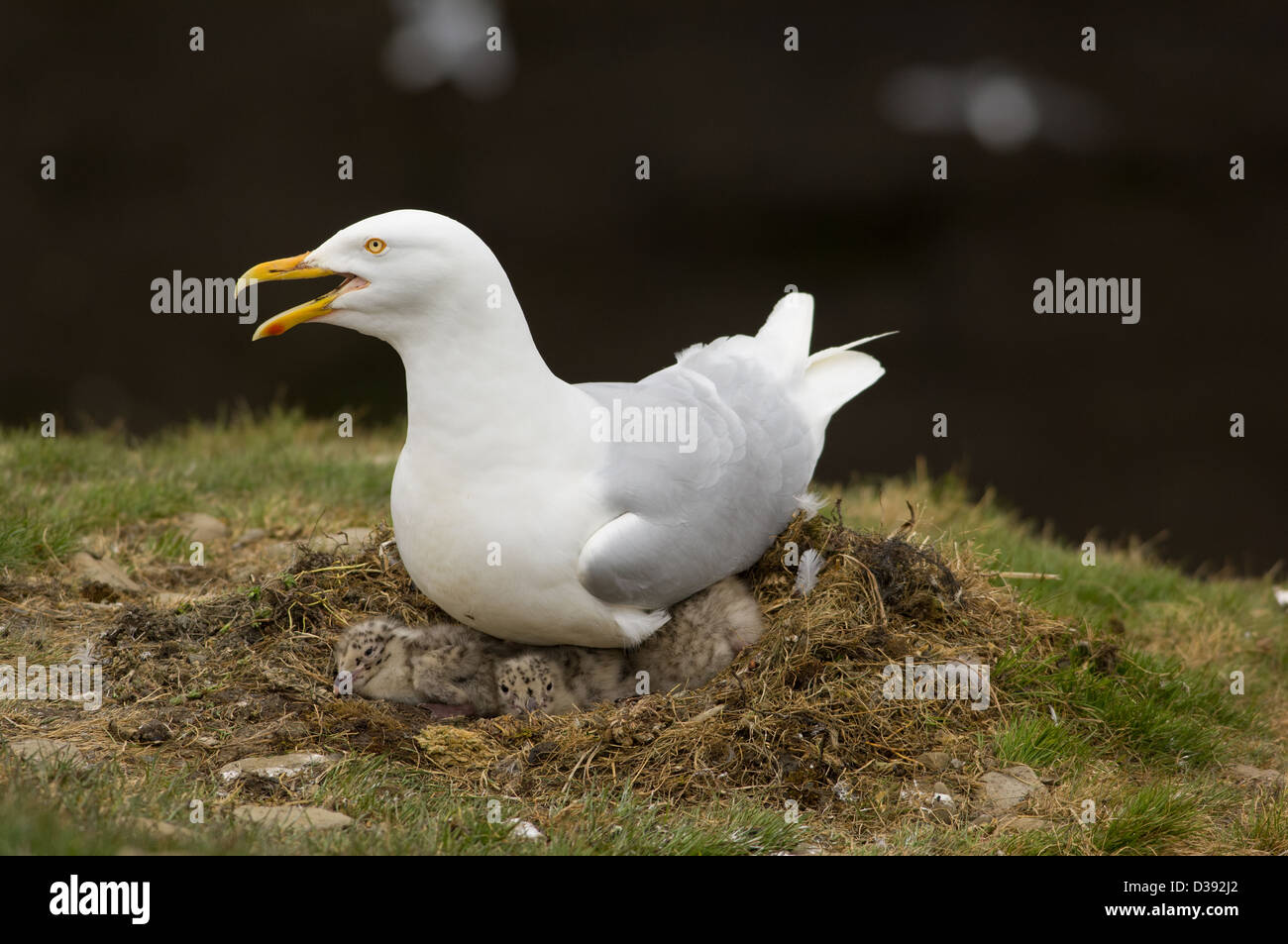Arctic gull nestling hi-res stock photography and images - Alamy