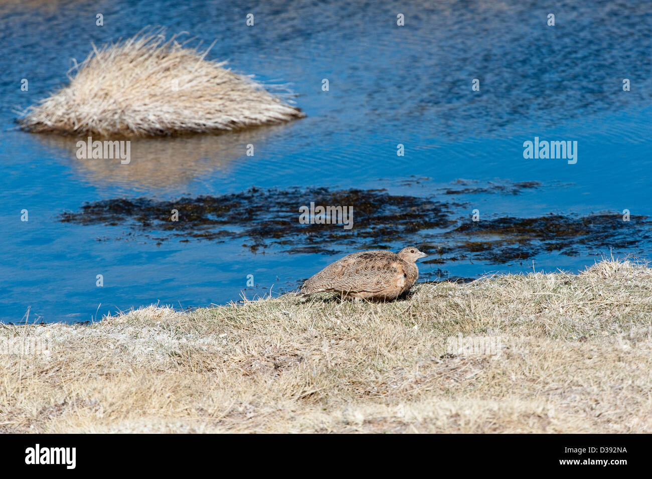 Waterfowl of the high andes hi-res stock photography and images - Alamy