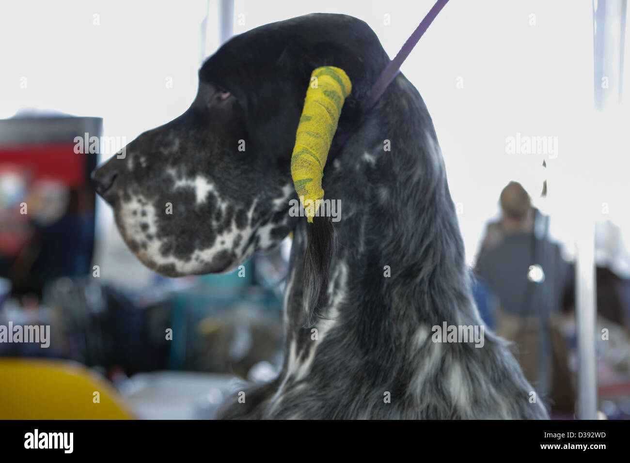 New York City, US, 12 February 2013. An English setter with his ears ...