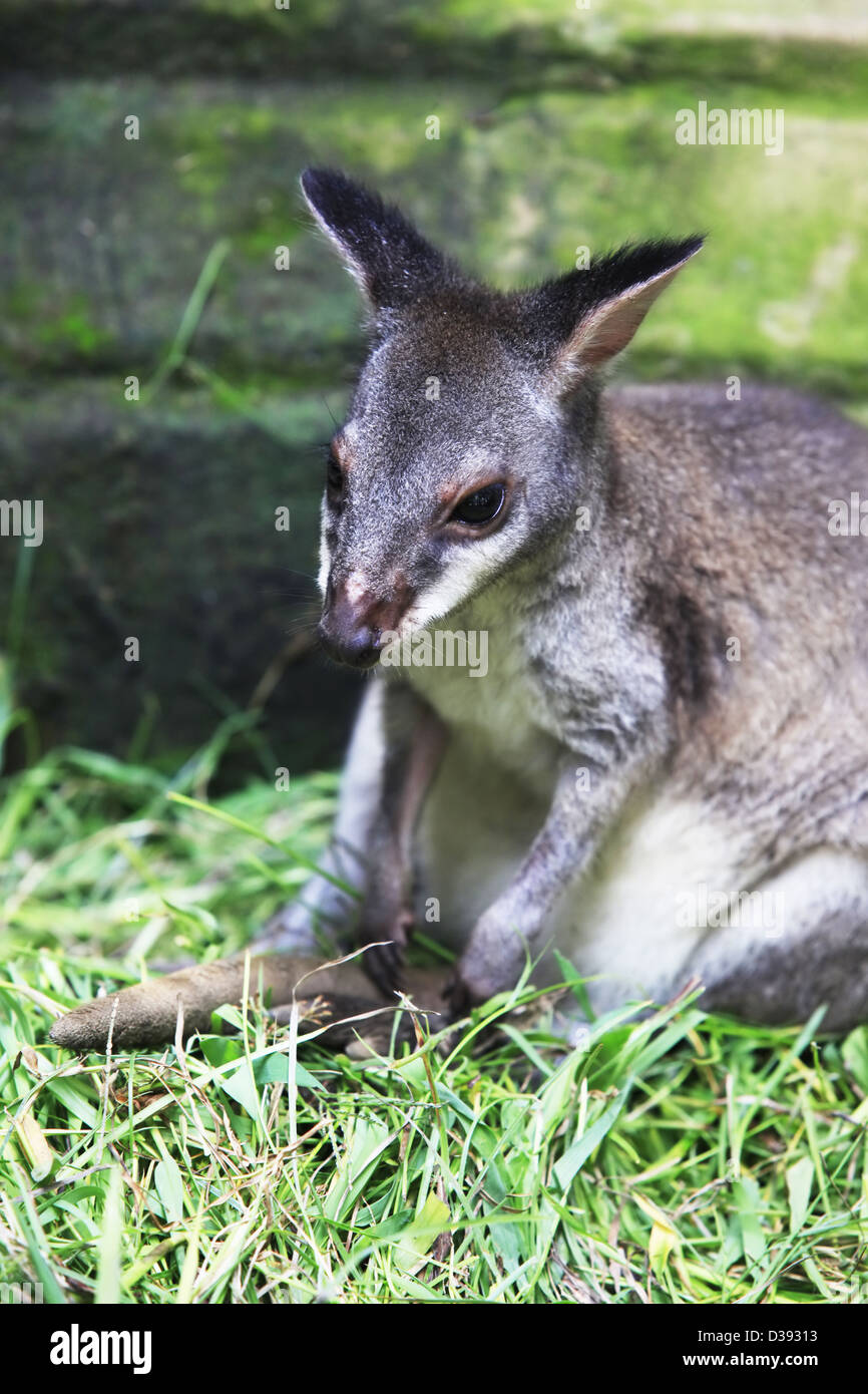 Kangaroos zoo hi-res stock photography and images - Alamy