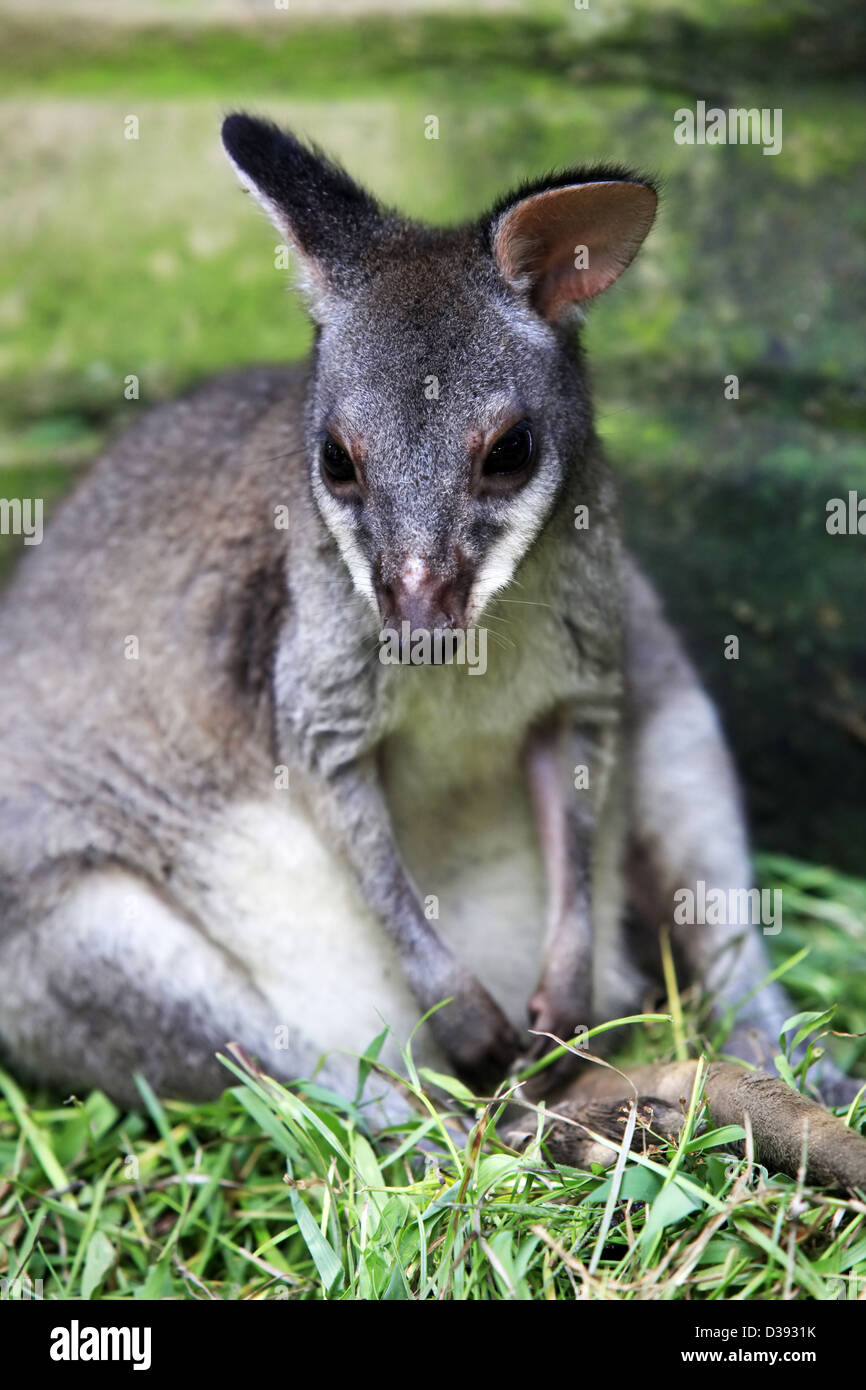 Small Australian kangaroo in Bali a zoo Stock Photo - Alamy