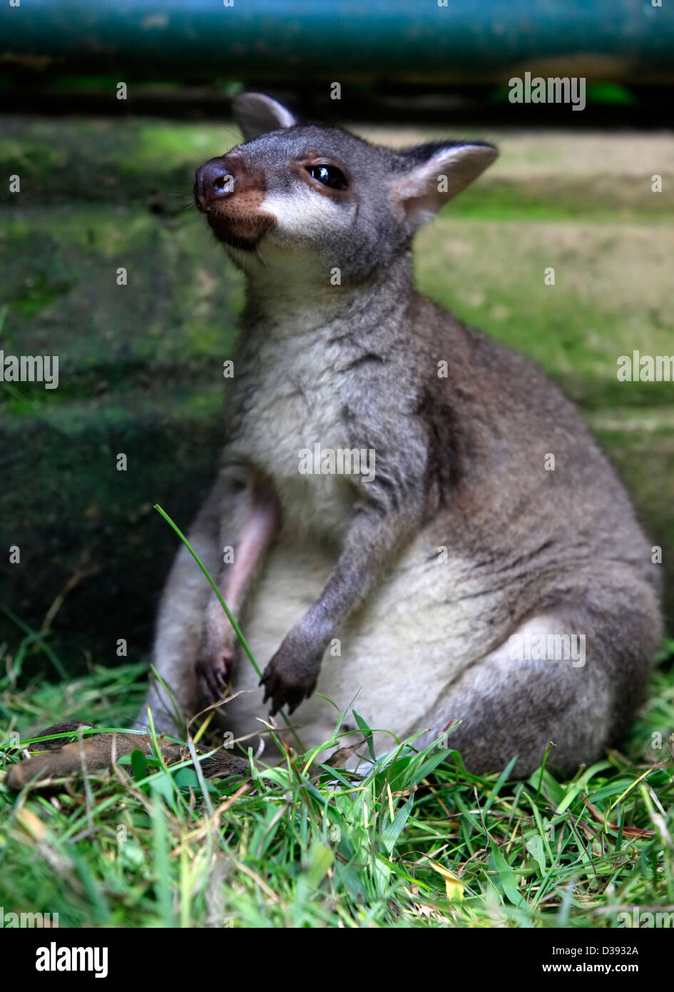 Kangaroos zoo hi-res stock photography and images - Alamy